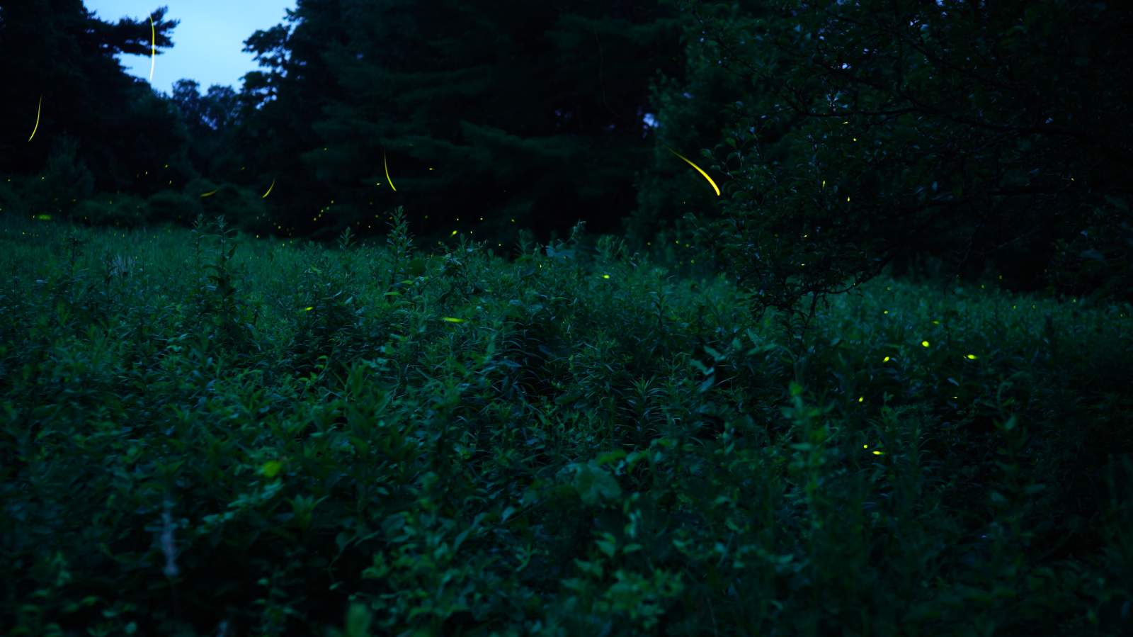 THE FIREFLY DISPLAY TIMELINE – NEW CANAAN, CONNECTICUT