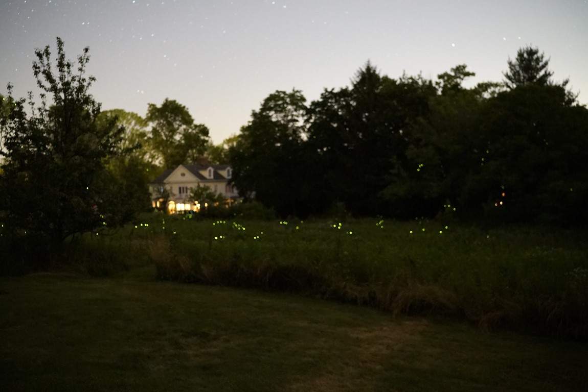 The Firefly Conservation Handbook