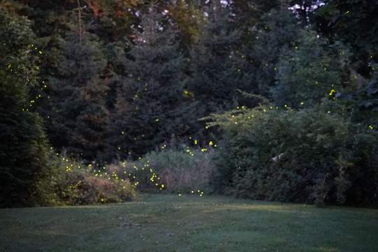 Firefly Sanctuaries - PHOTOS
