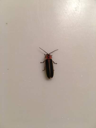 Firefly Sanctuaries - PHOTOS