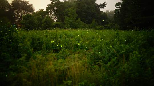 Firefly Sanctuaries - PHOTOS