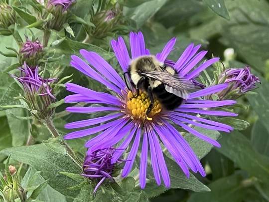 Firefly Sanctuaries - PHOTOS
